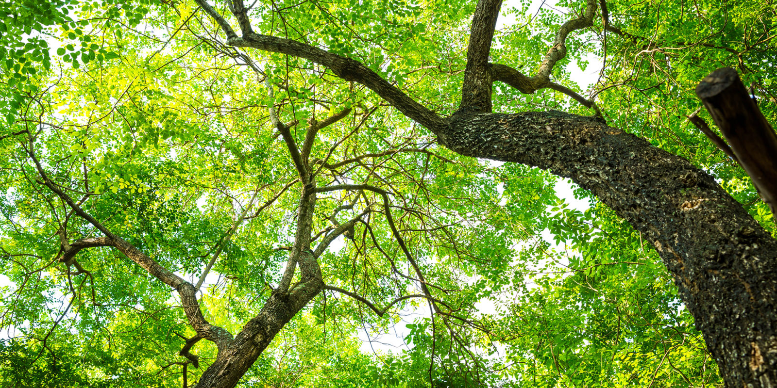 Tree in forest with green leaf - Ville de Hem